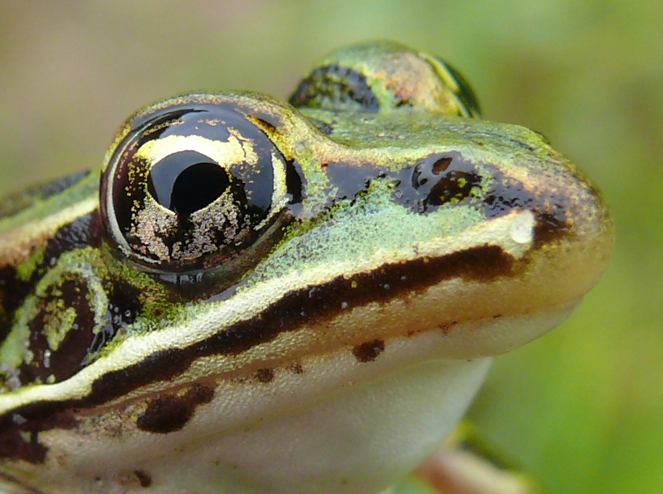 Distribution and Conservation Status of the Newly Described Species of ...